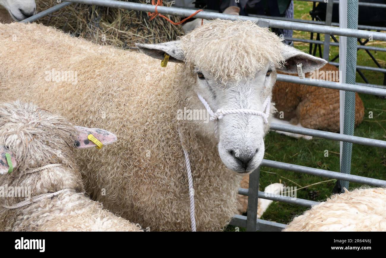 Farm animal uk hi-res stock photography and images - Alamy