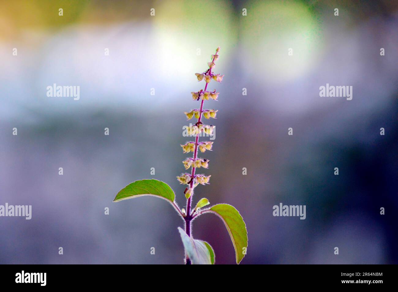 A close-up of Ocimum tenuiflorum, commonly known as holy basil Stock ...