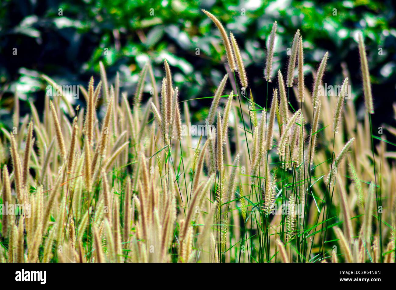 A sunny meadow with swaying vegetation. Cenchrus purpureus, Napier ...