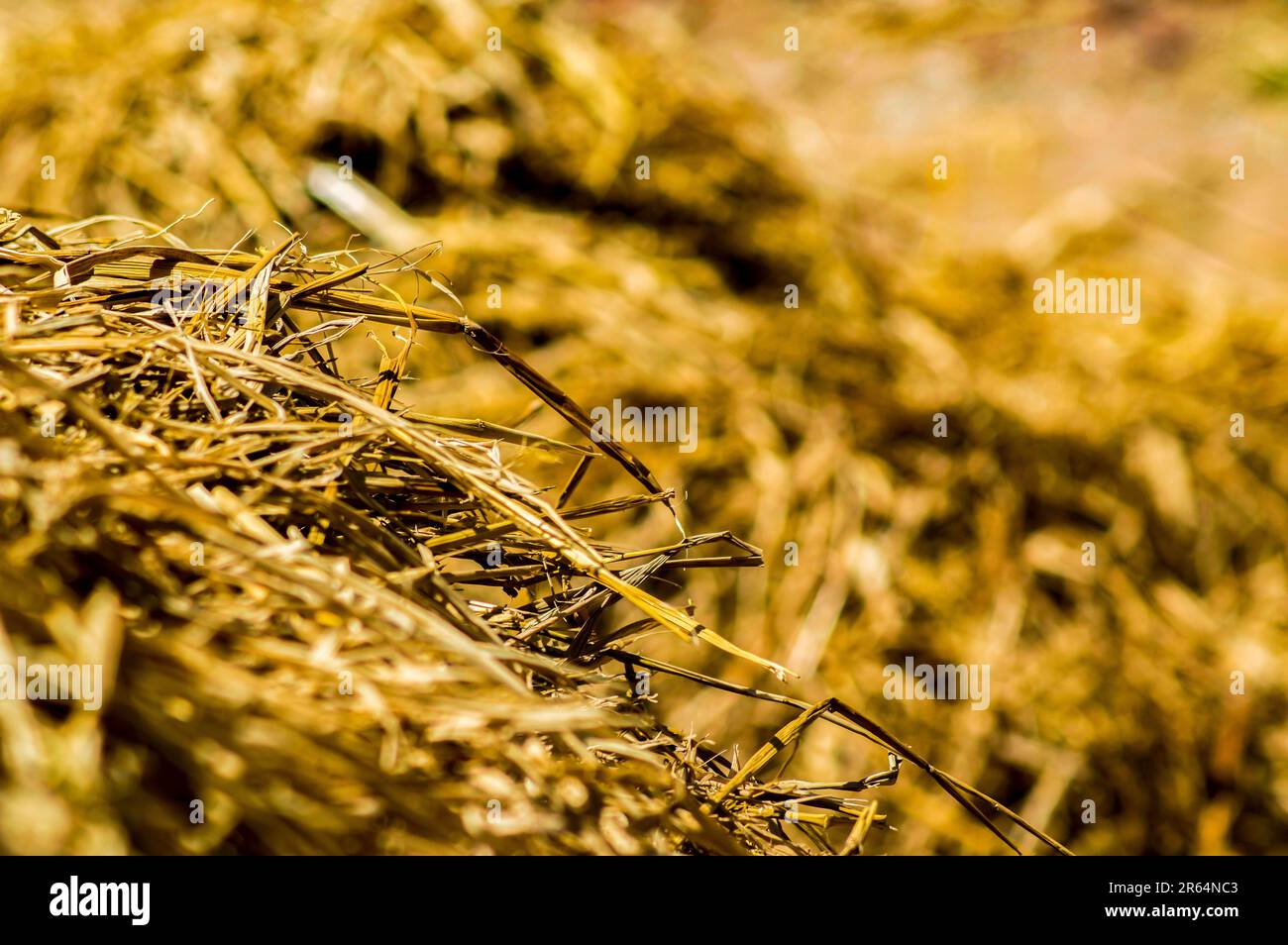 A close-up shot of an abundant pile of hay in sunlight Stock Photo - Alamy