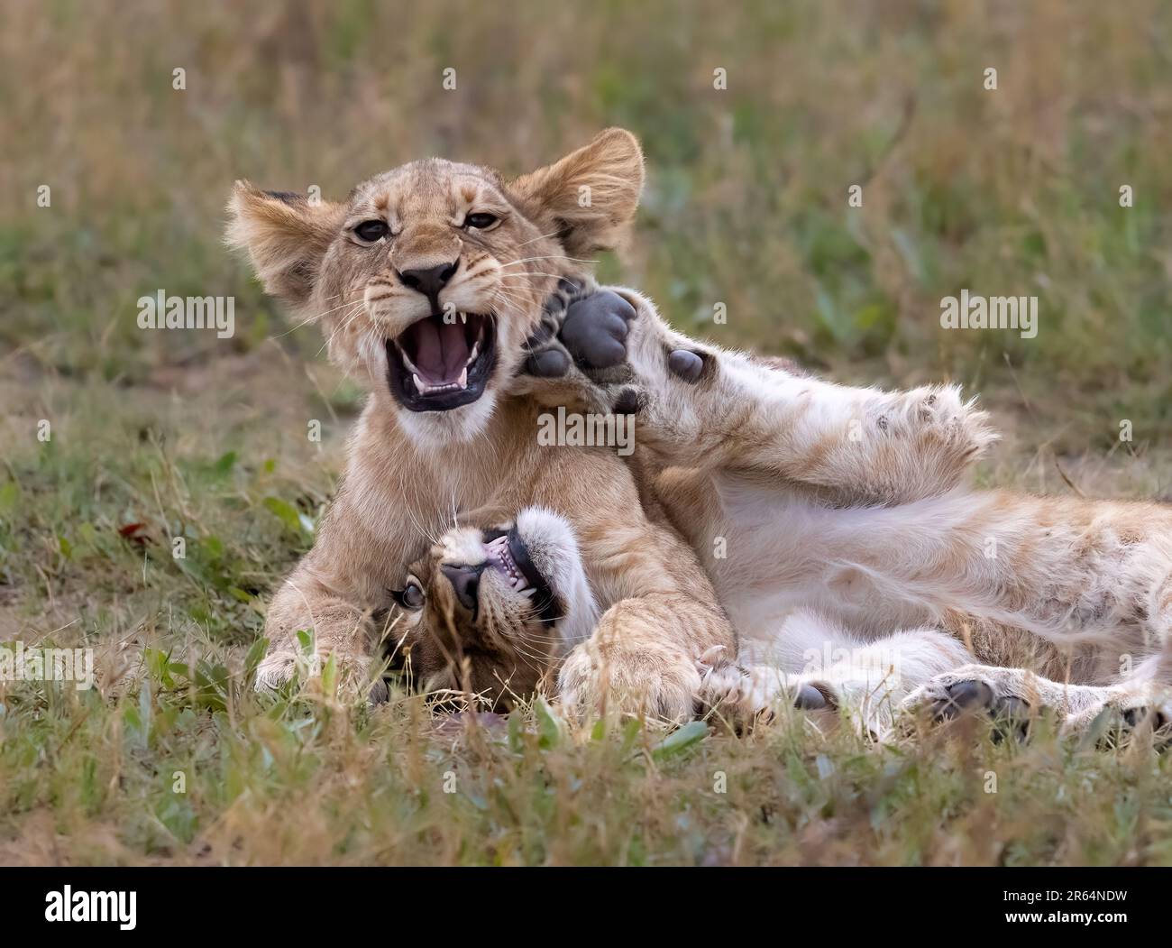 One cub has its sibling in a head lock MOREMI GAME RESERVE, BOTSWANA ...