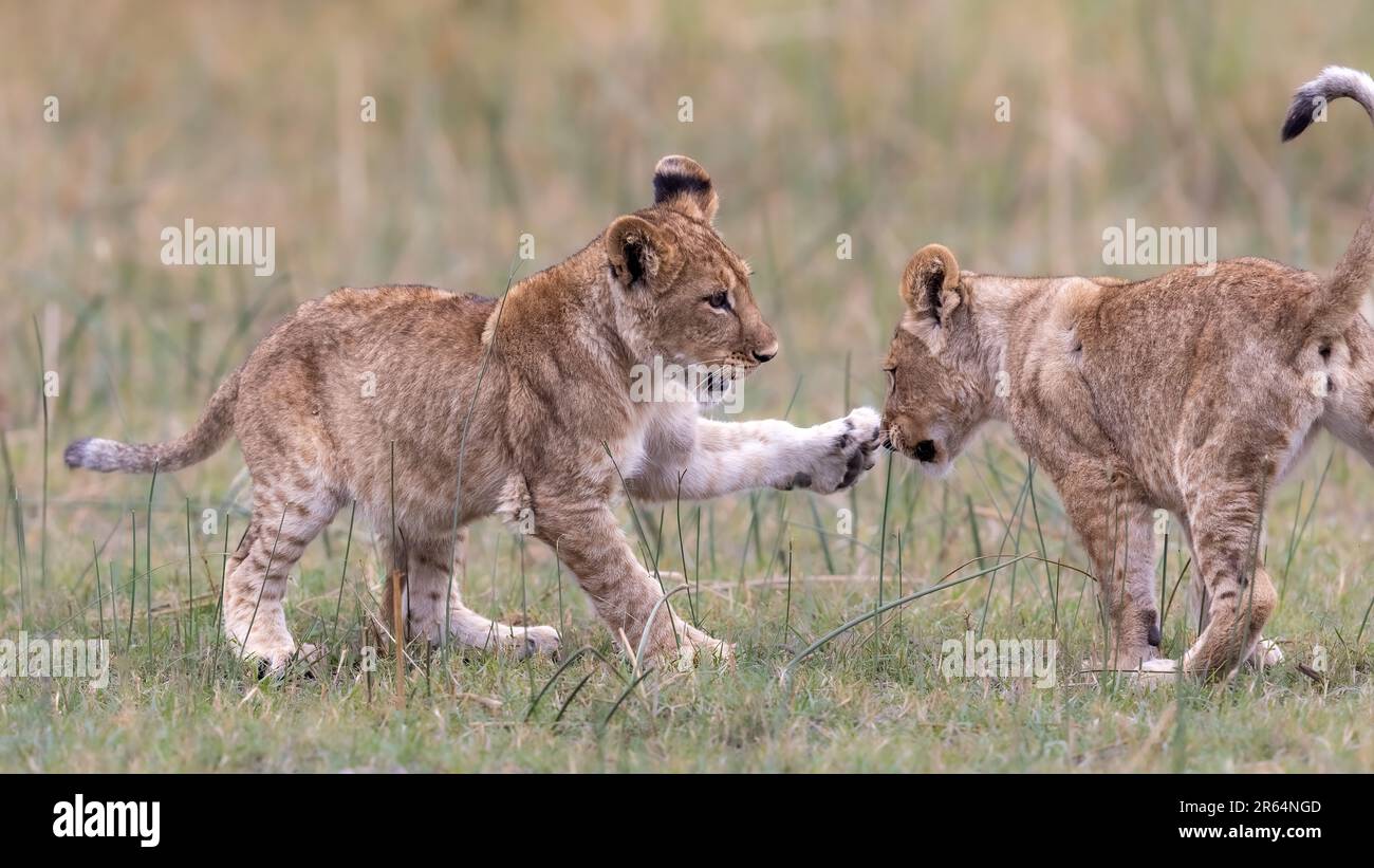 One cub gives its sibling a smack on the nose MOREMI GAME RESERVE ...