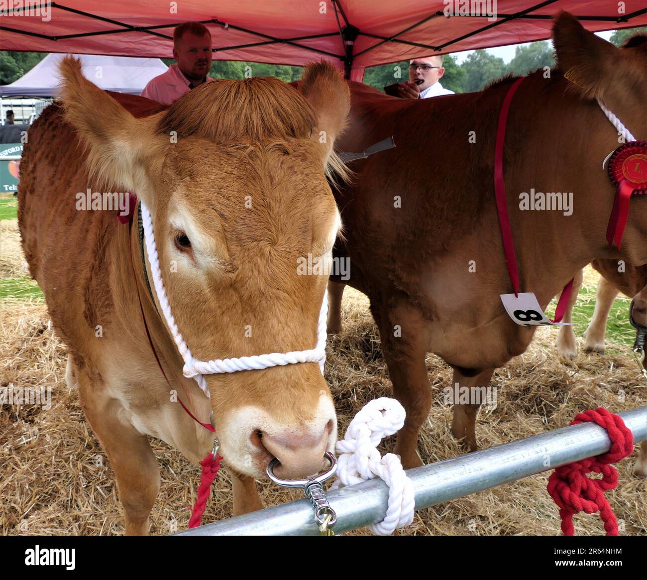 Traditional animal farming hi-res stock photography and images - Alamy