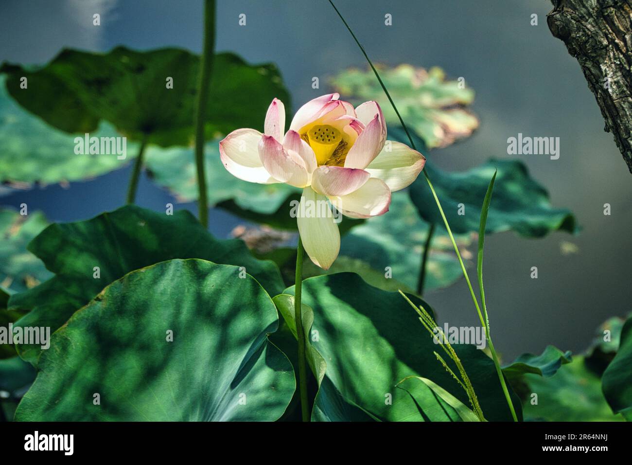 A closeup of blooming Lotus flower in water Stock Photo - Alamy