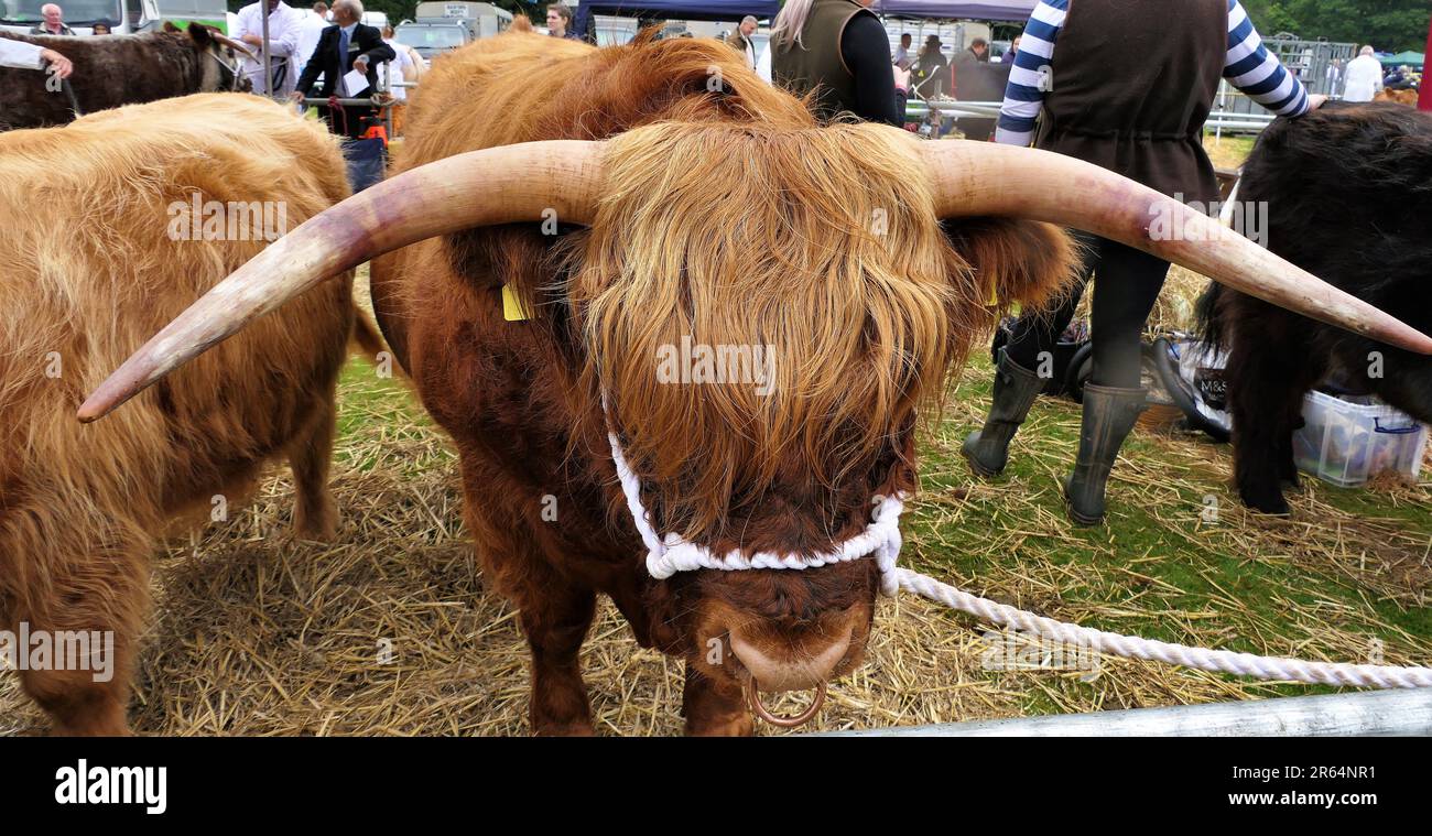 British domestic animal hi-res stock photography and images - Alamy