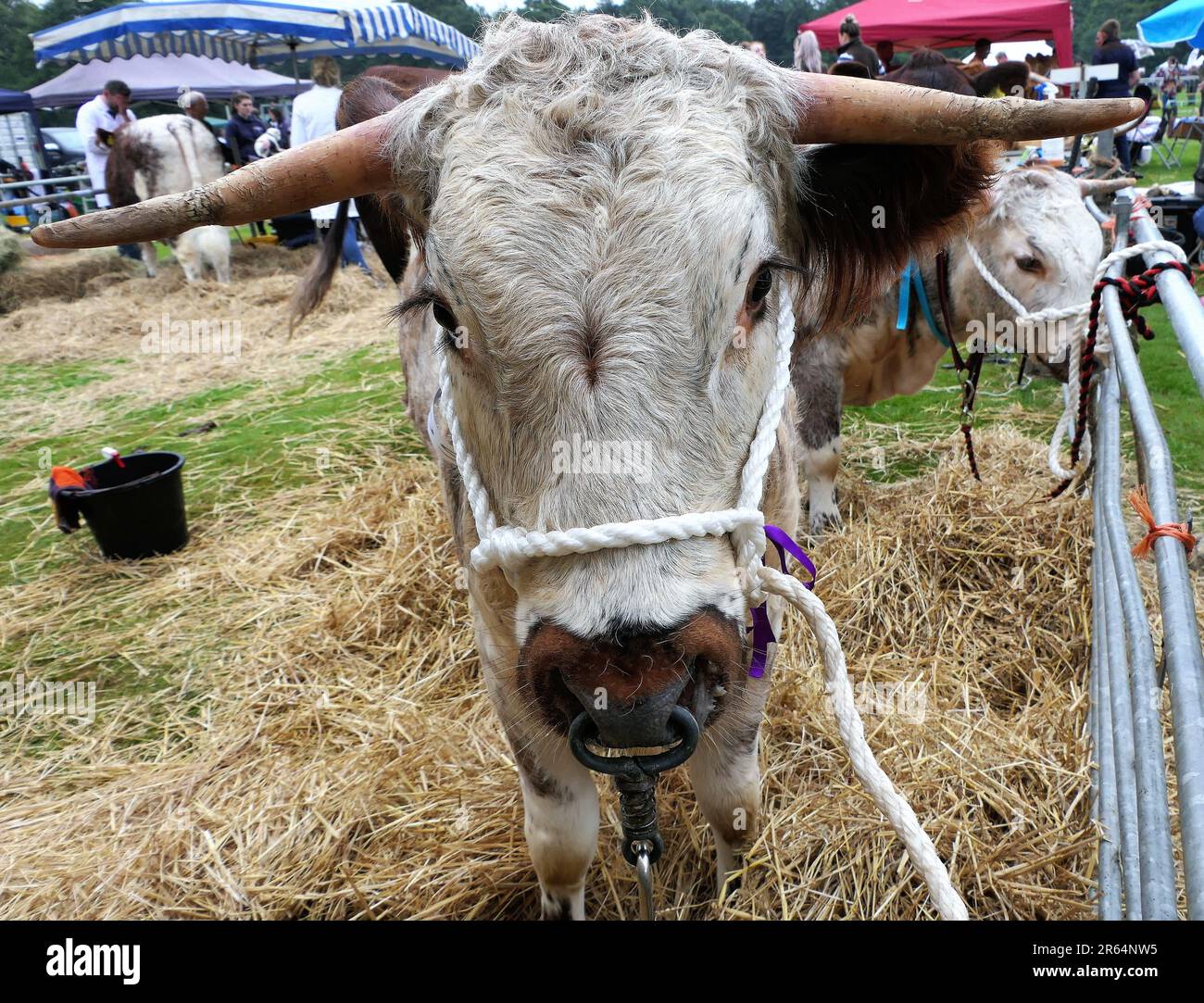 Ashbourne country fair hi-res stock photography and images - Alamy