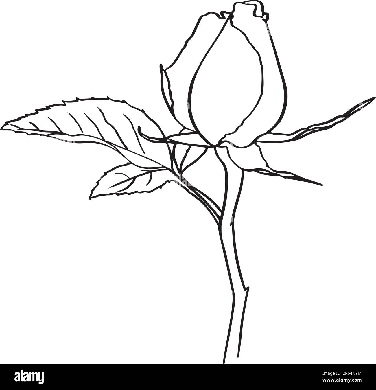 Open Rose Outline