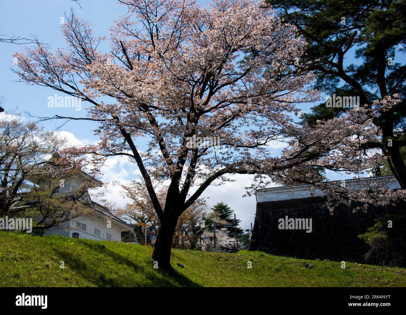 Cherry blossoms and the ruins of Otemon Gate of Sendai Castle Stock ...