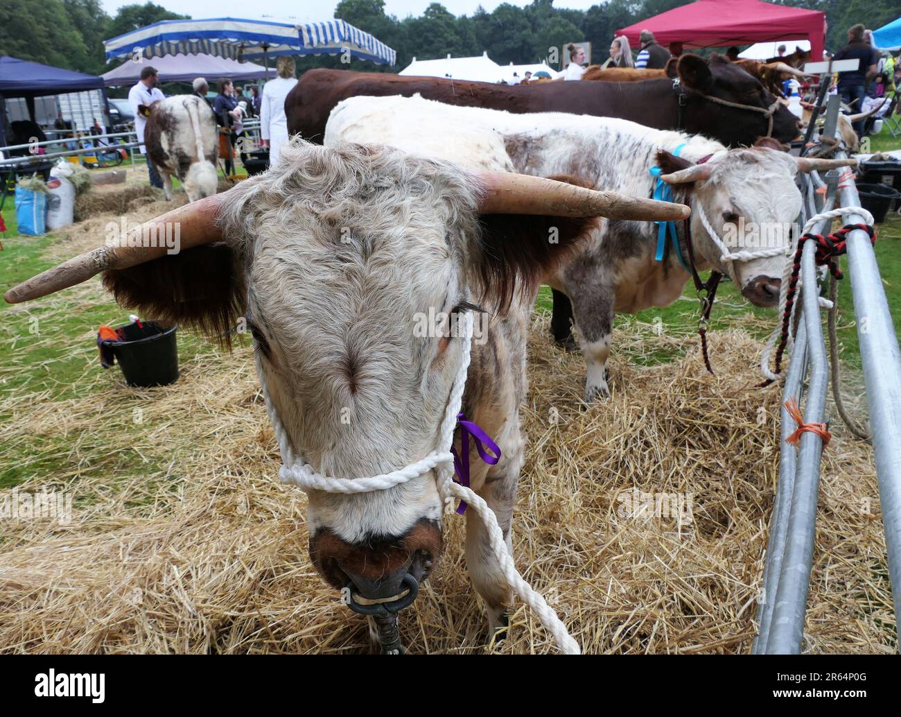 Ashbourne country fair hi-res stock photography and images - Alamy
