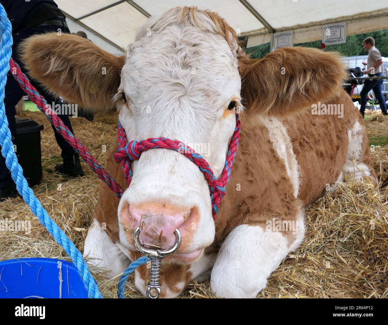 Ashbourne country fair hi-res stock photography and images - Alamy
