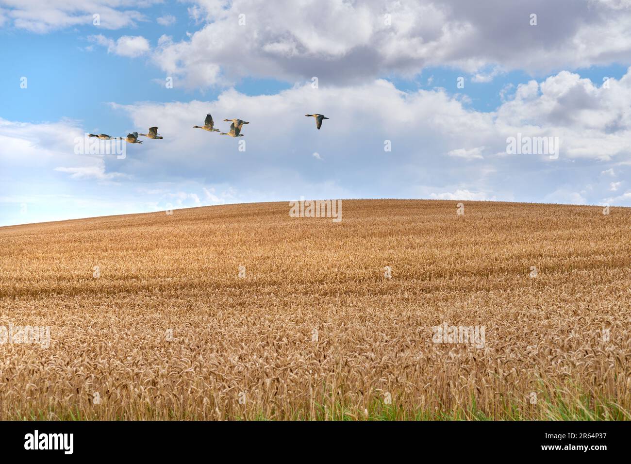 Nature, wheat and birds in the sky on a farm with clouds in a ...
