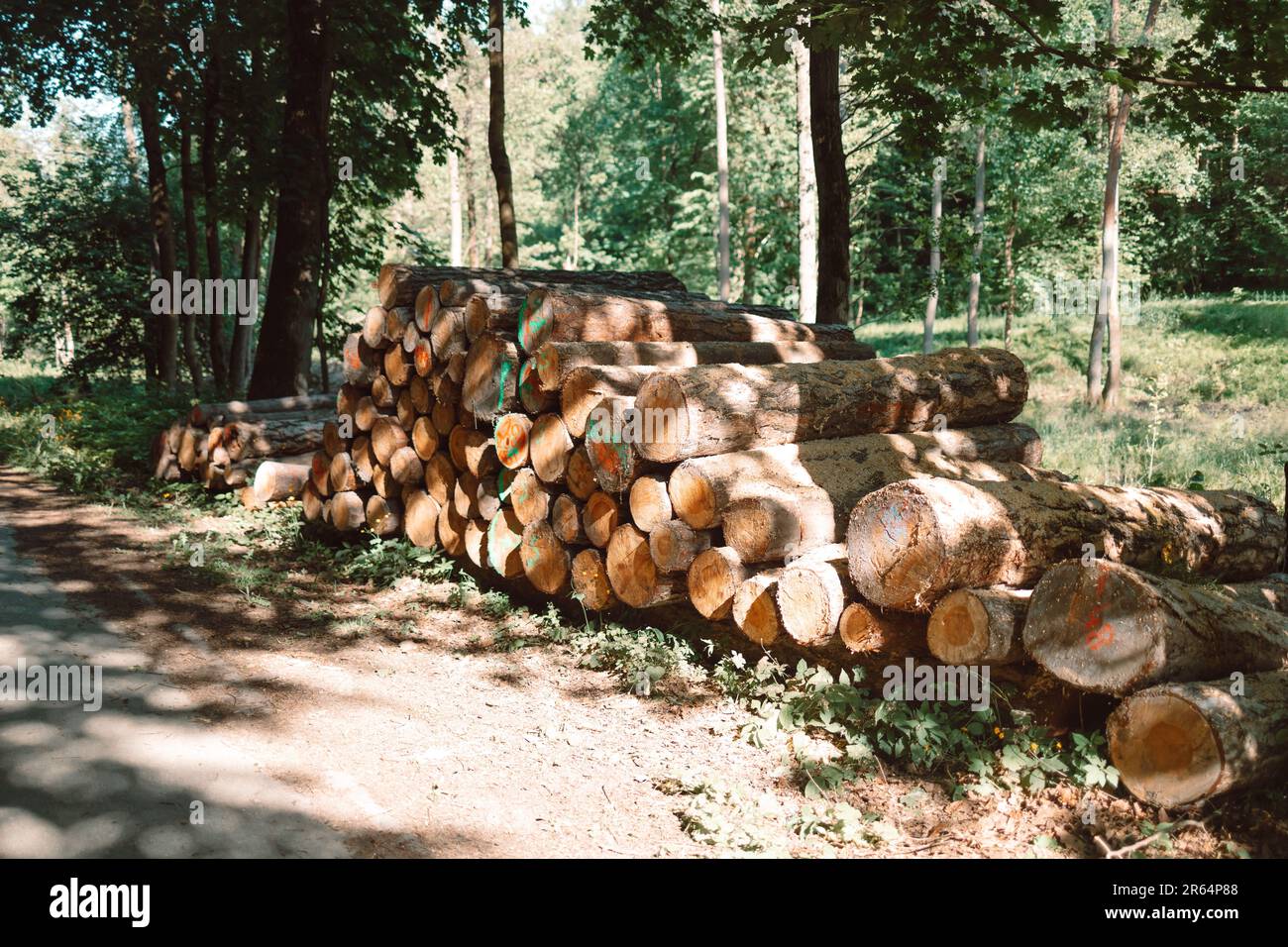 Log trunks pile, the logging timber wood industry in forest background ...