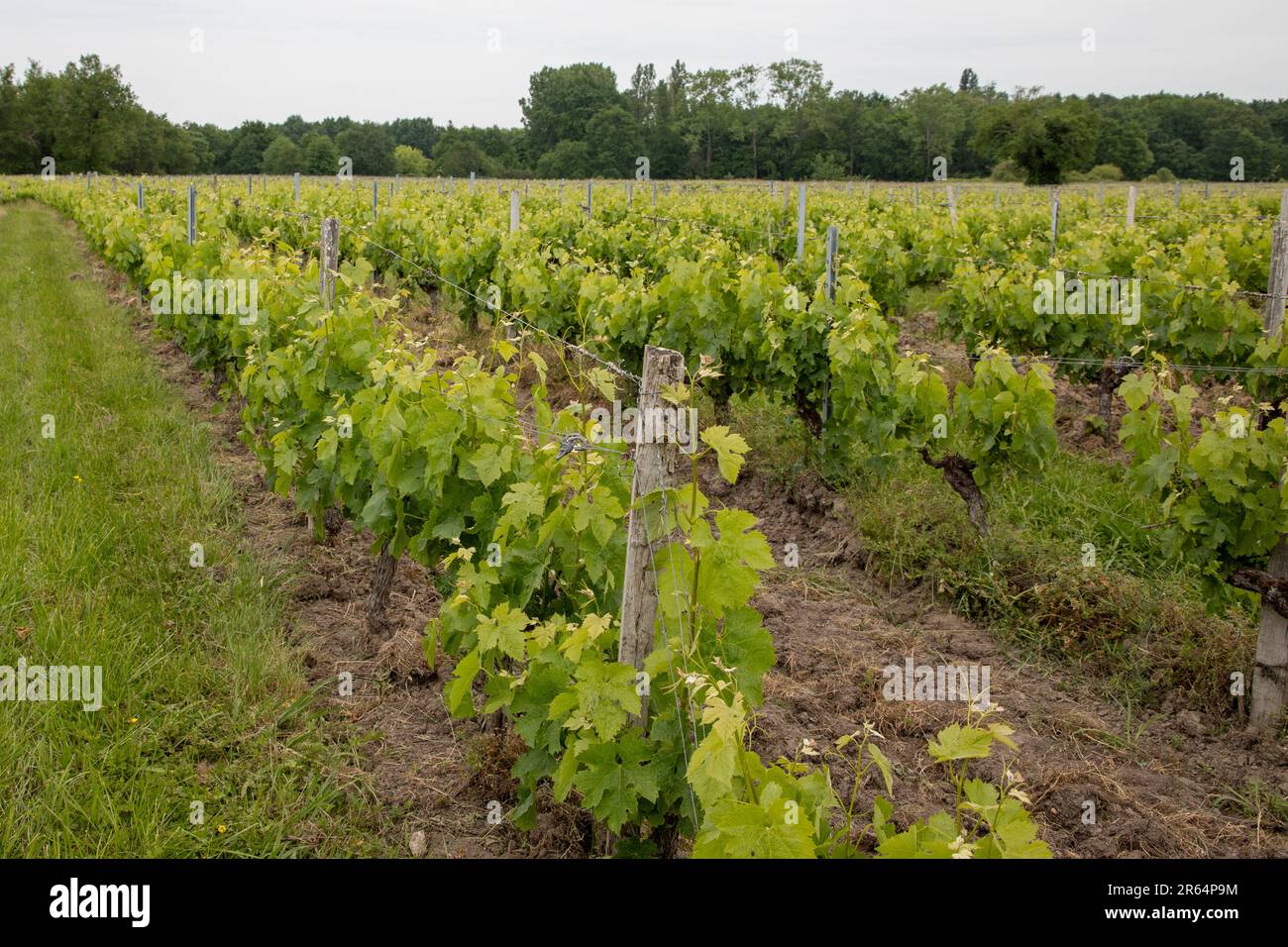 Vineyards of Saint Emilion wine region in Bordeaux France Stock Photo ...