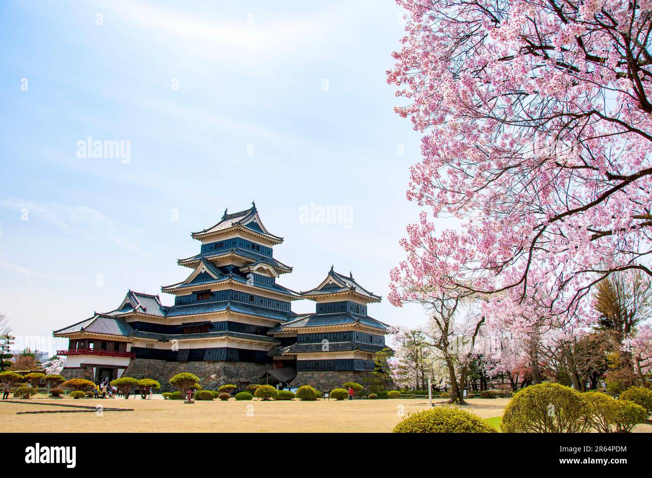 Cherry blossoms in full bloom and Matsumoto Castle Stock Photo - Alamy