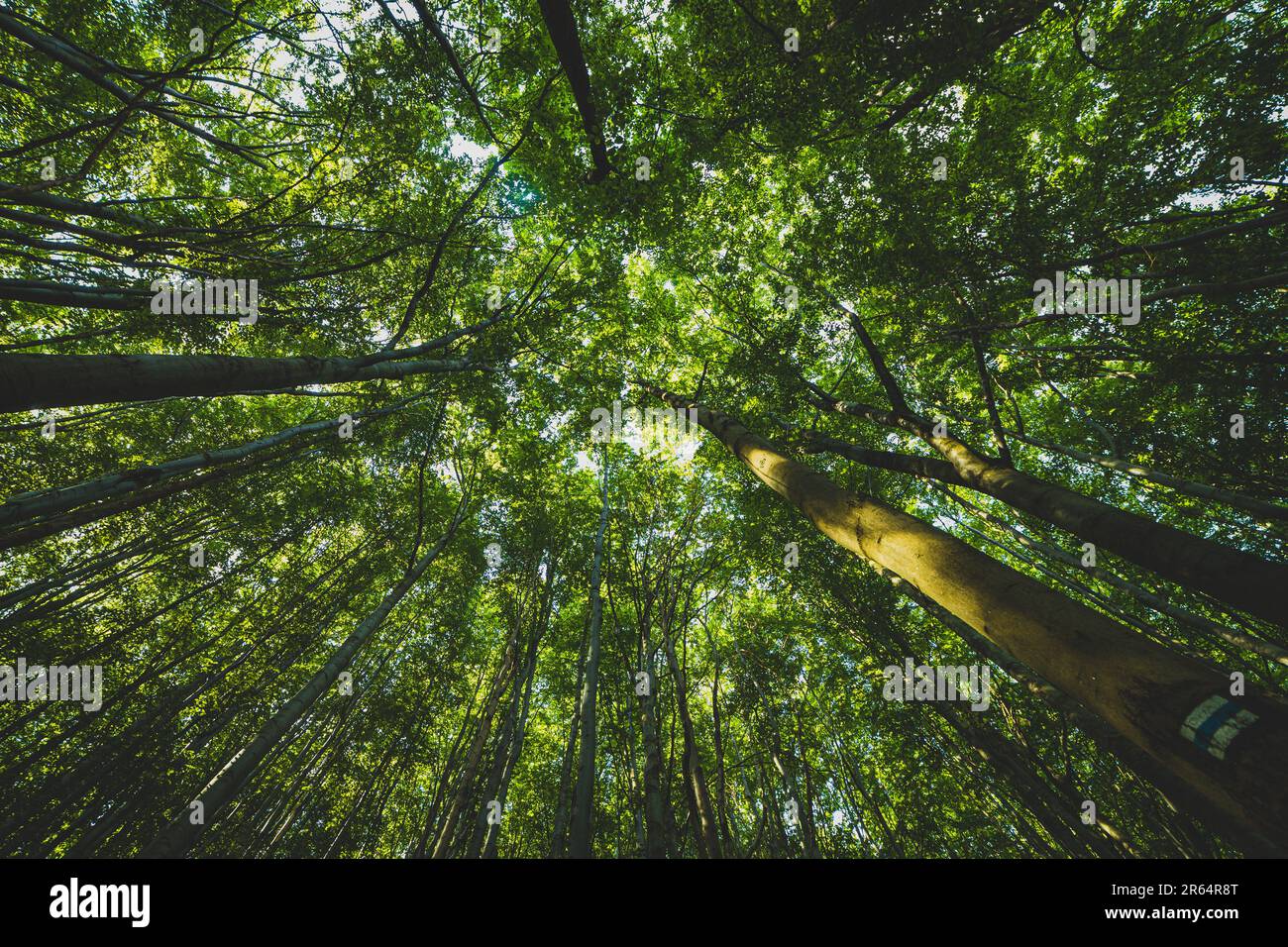 trees in the forest seen from below Stock Photo - Alamy