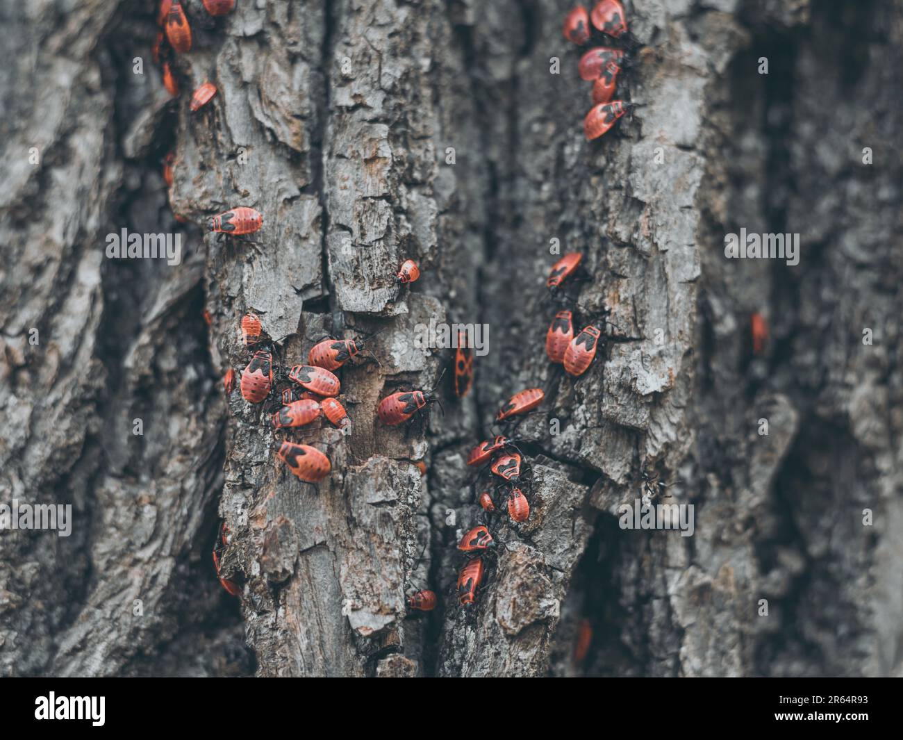 Wingless insects hi-res stock photography and images - Alamy