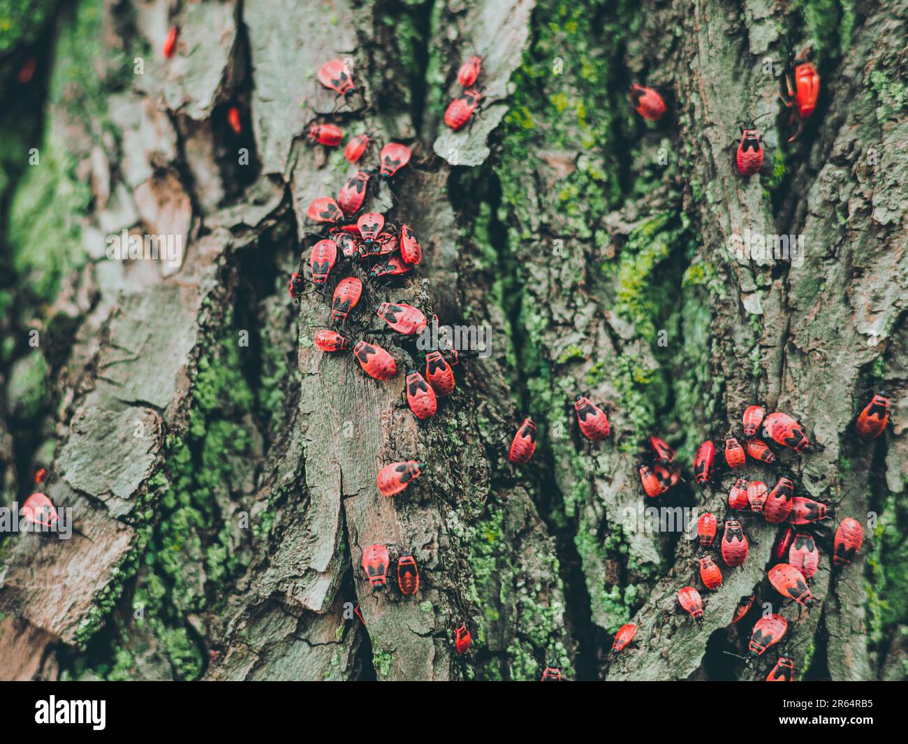 Wingless blacksmith, group of insects on a tree Stock Photo - Alamy