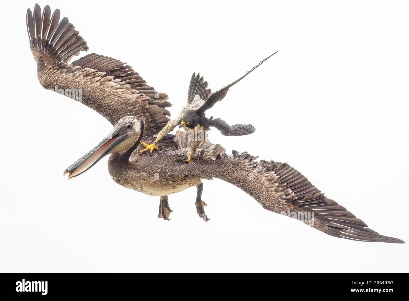 STUNNING photos show the world’s fastest bird - a peregrine falcon ...