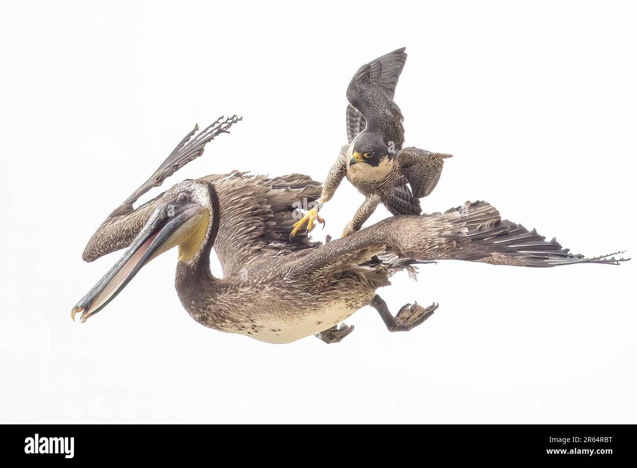 STUNNING photos show the world’s fastest bird - a peregrine falcon ...