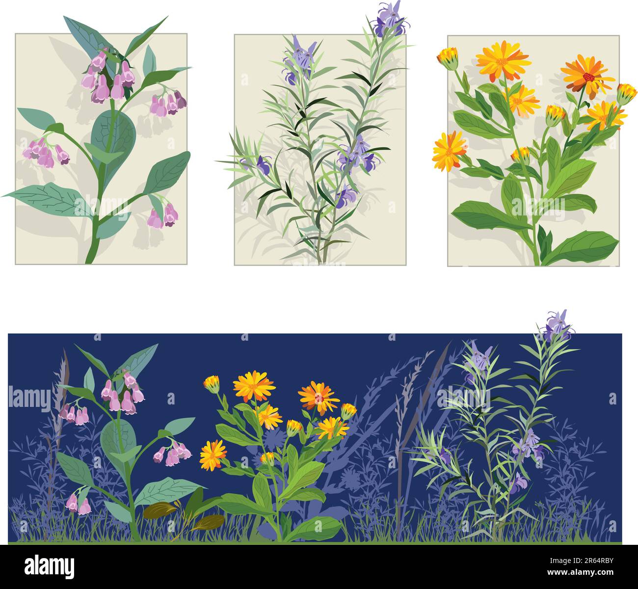 Vector illustration of herbs calendula, rosemary, comfrey Stock Vector ...