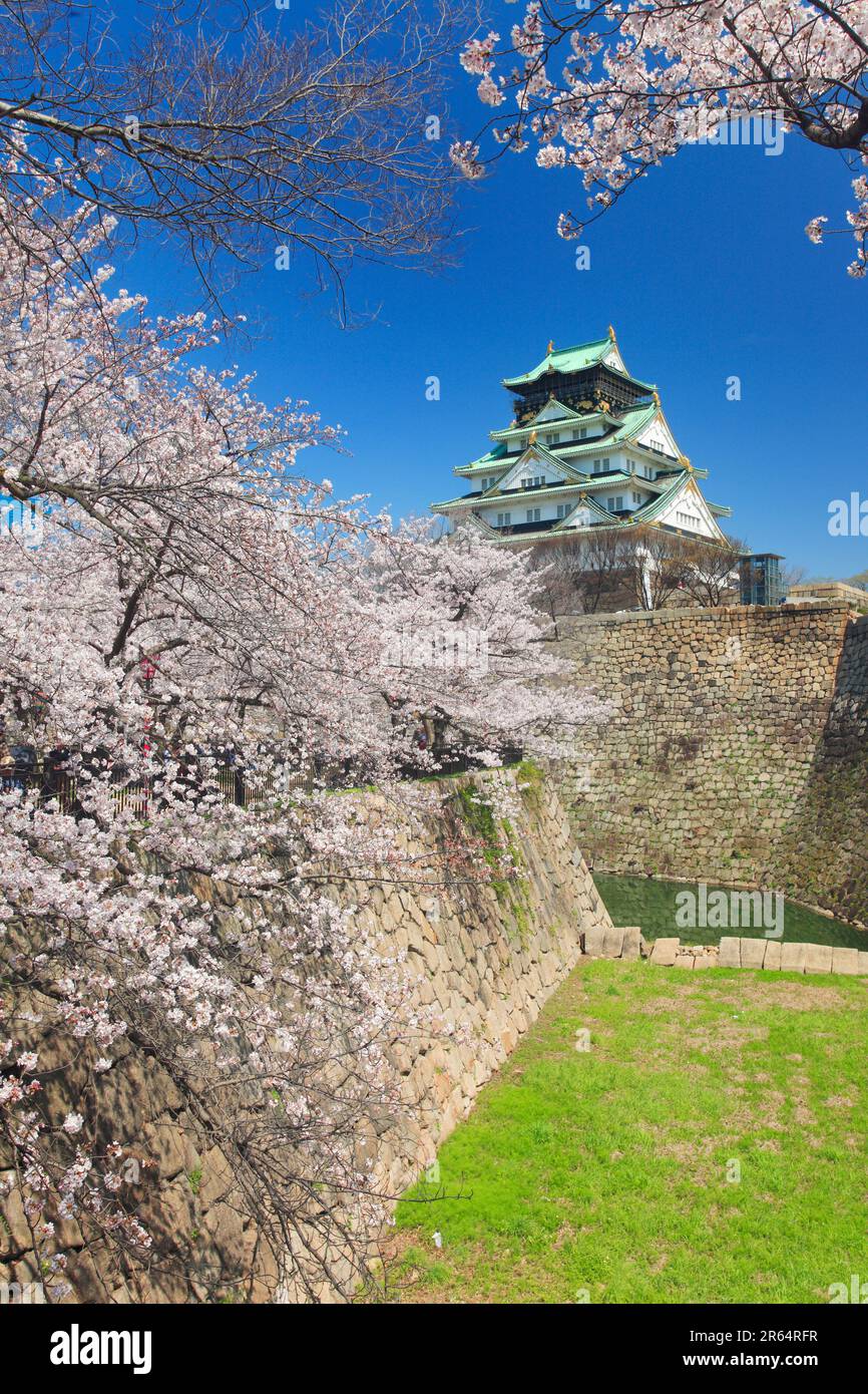 Blooming cherry blossom trees at Osaka Castle Stock Photo - Alamy