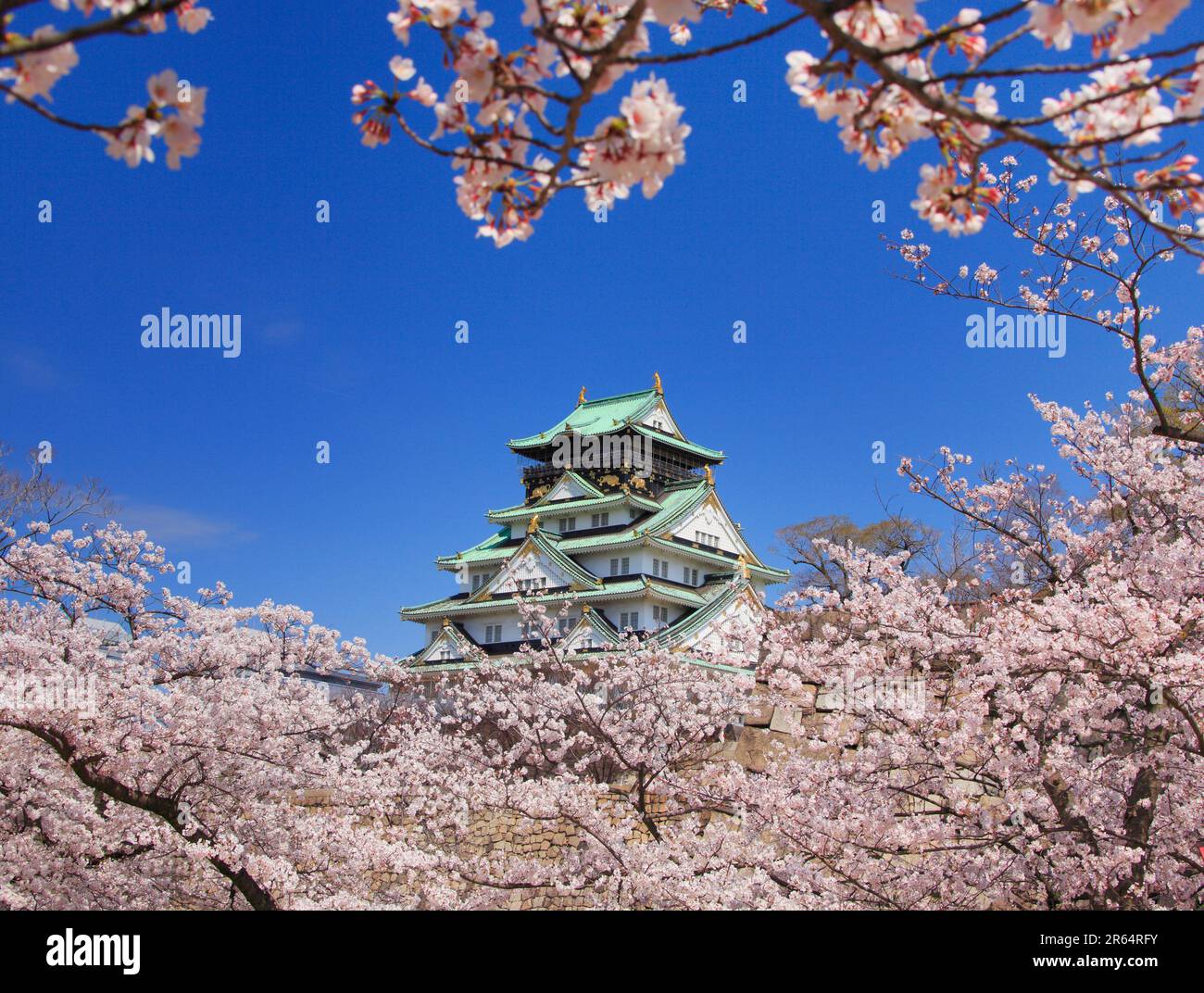 Blooming cherry blossom trees at Osaka Castle Stock Photo - Alamy