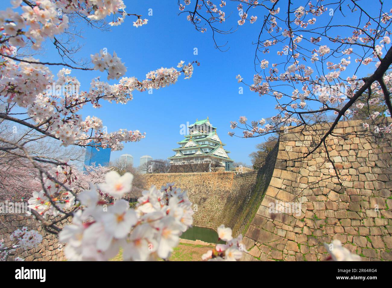 Blooming cherry blossom trees at Osaka Castle Stock Photo - Alamy