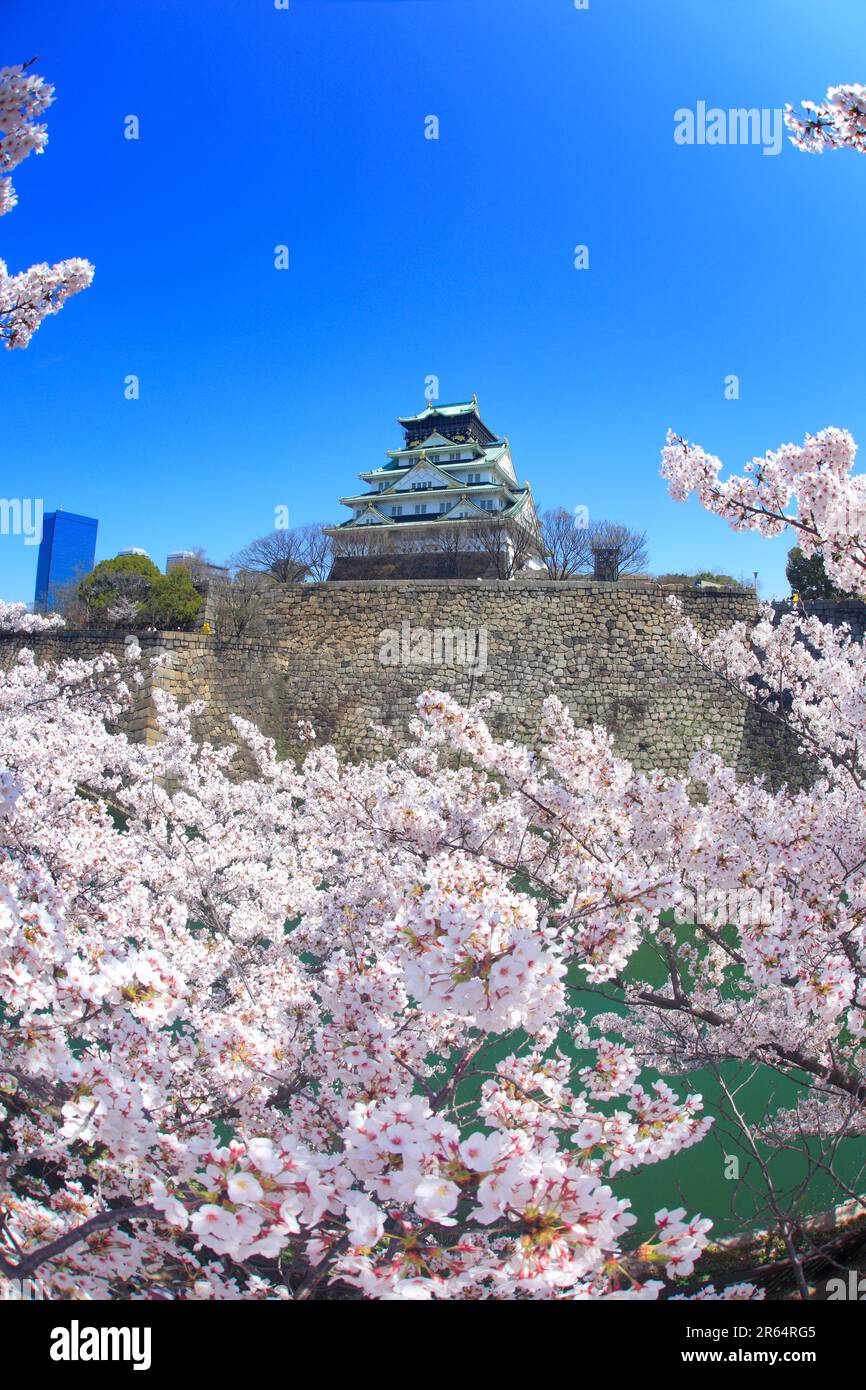 Blooming cherry blossom trees at Osaka Castle Stock Photo - Alamy