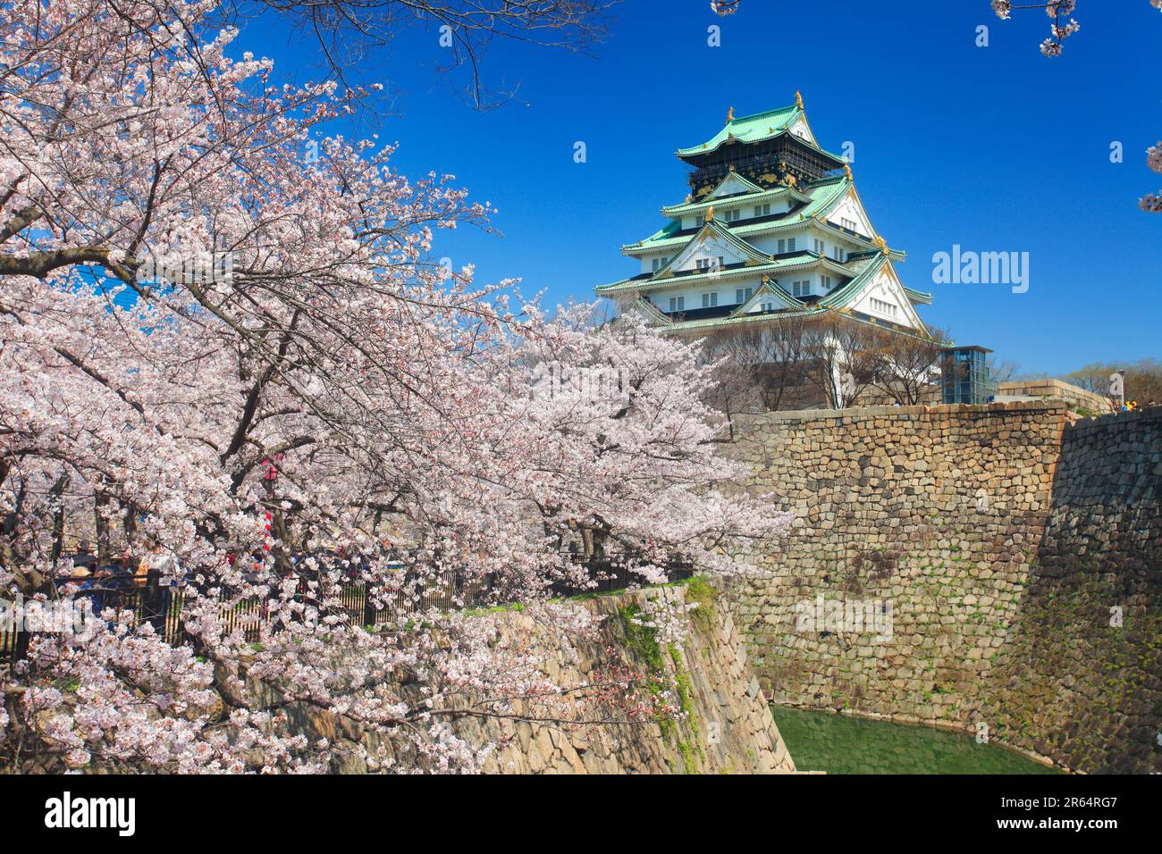 Blooming cherry blossom trees at Osaka Castle Stock Photo - Alamy