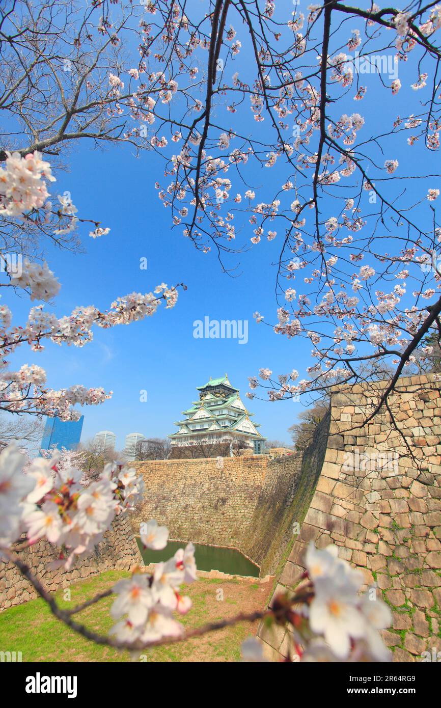 Blooming cherry blossom trees at Osaka Castle Stock Photo - Alamy