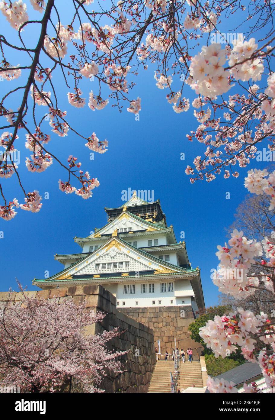 Blooming cherry blossom trees at Osaka Castle Stock Photo - Alamy