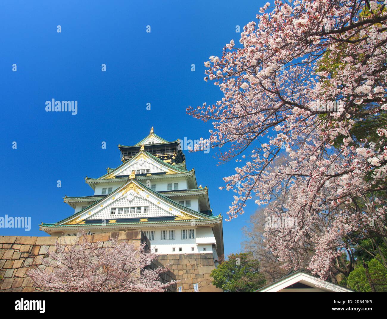 Blooming cherry blossom trees at Osaka Castle Stock Photo - Alamy