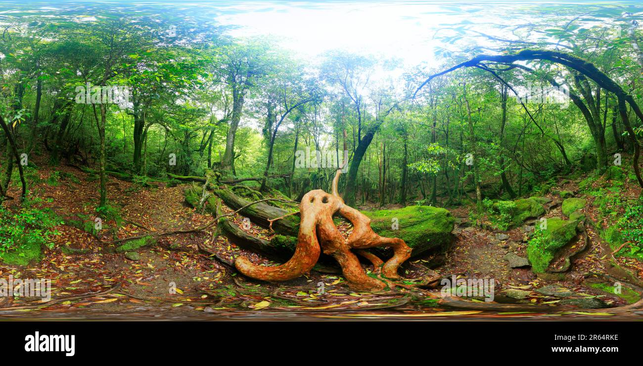 VR panorama of Himeshara roots and virgin forest Stock Photo - Alamy