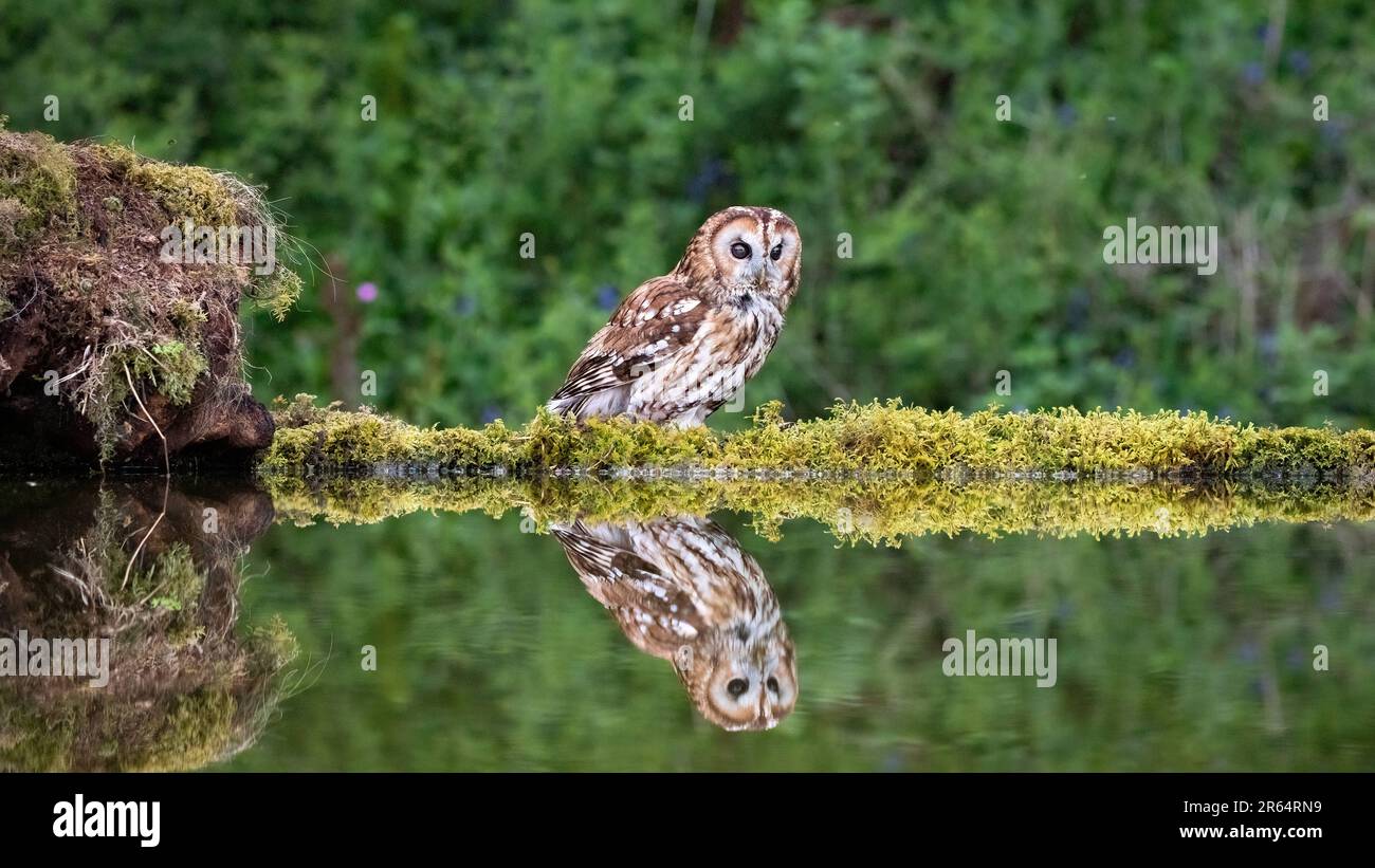 ICONIC BRITISH wildlife have been beautifully captured in this special ...