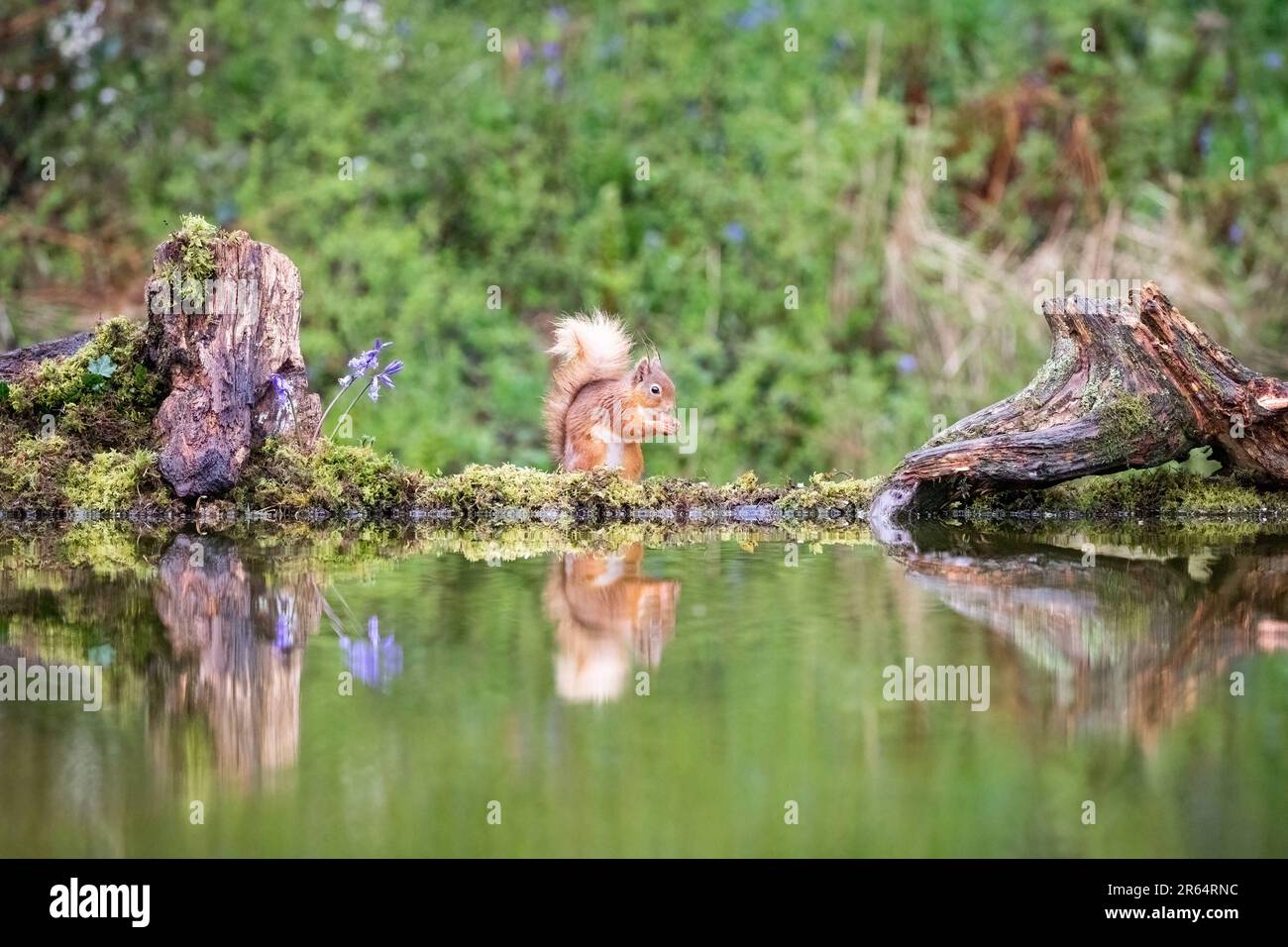 ICONIC BRITISH wildlife have been beautifully captured in this special ...