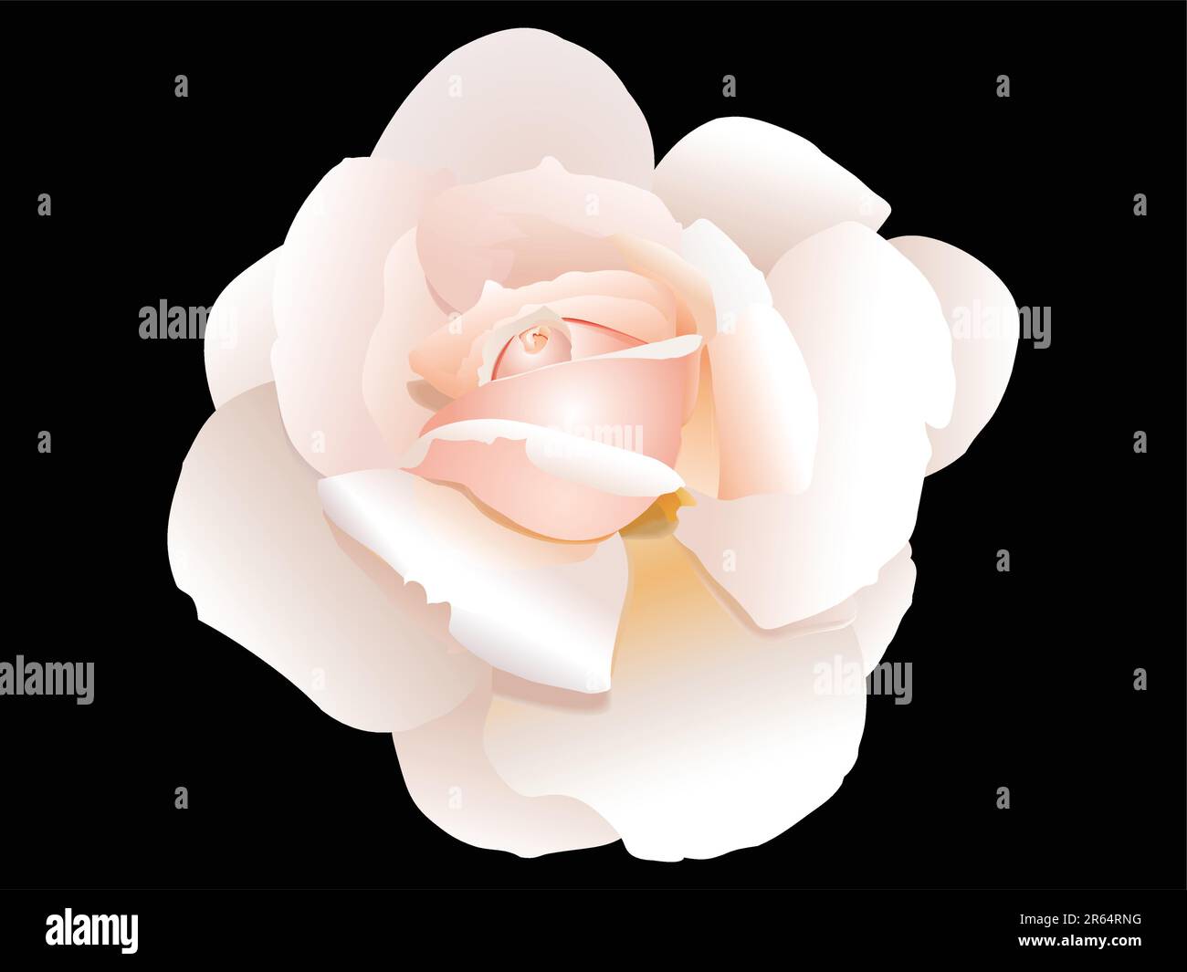 abstract pink rose detailed vector illustration Stock Vector Image ...