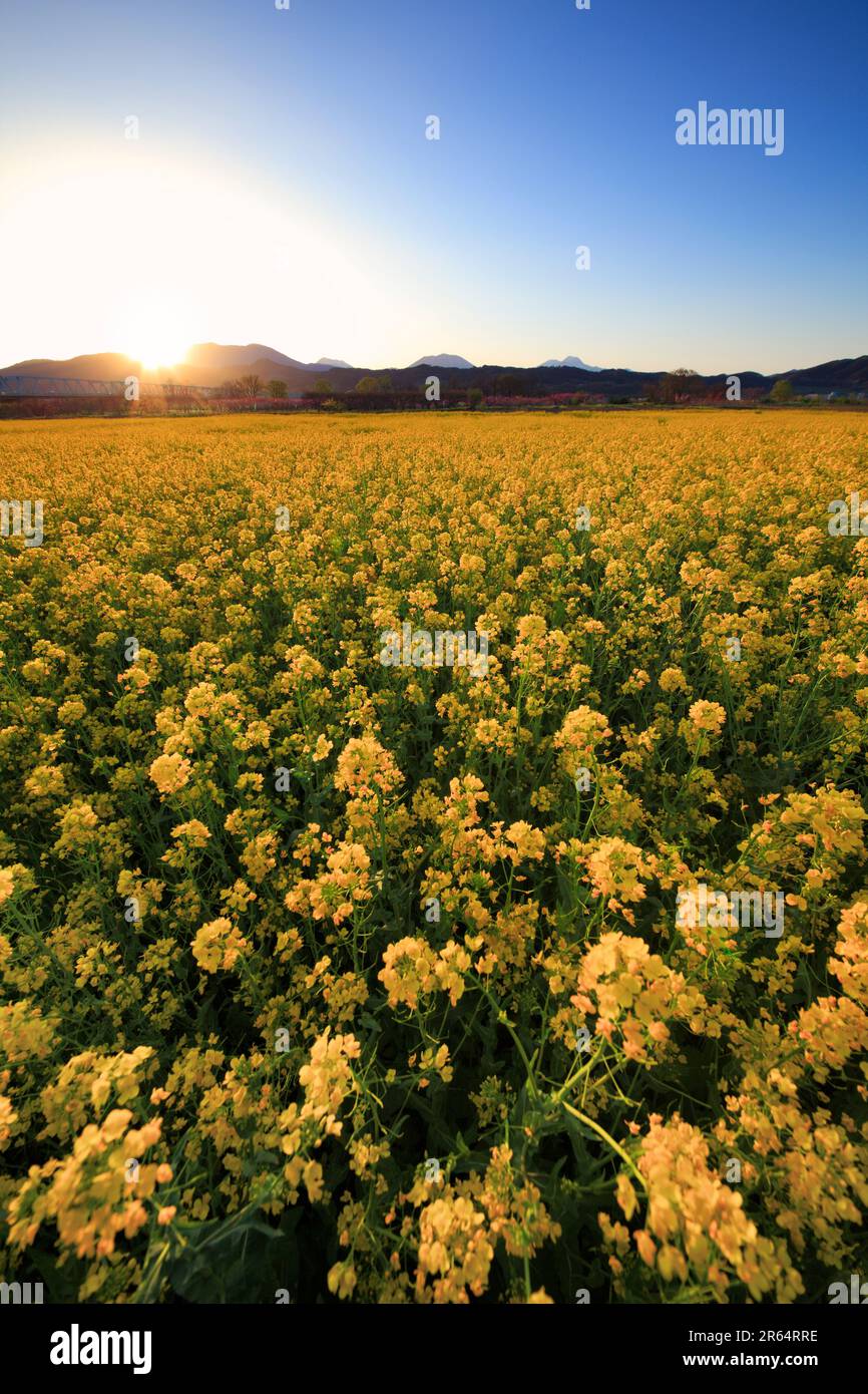 Sunset over broccolini fields and Mount Izunayama Stock Photo - Alamy