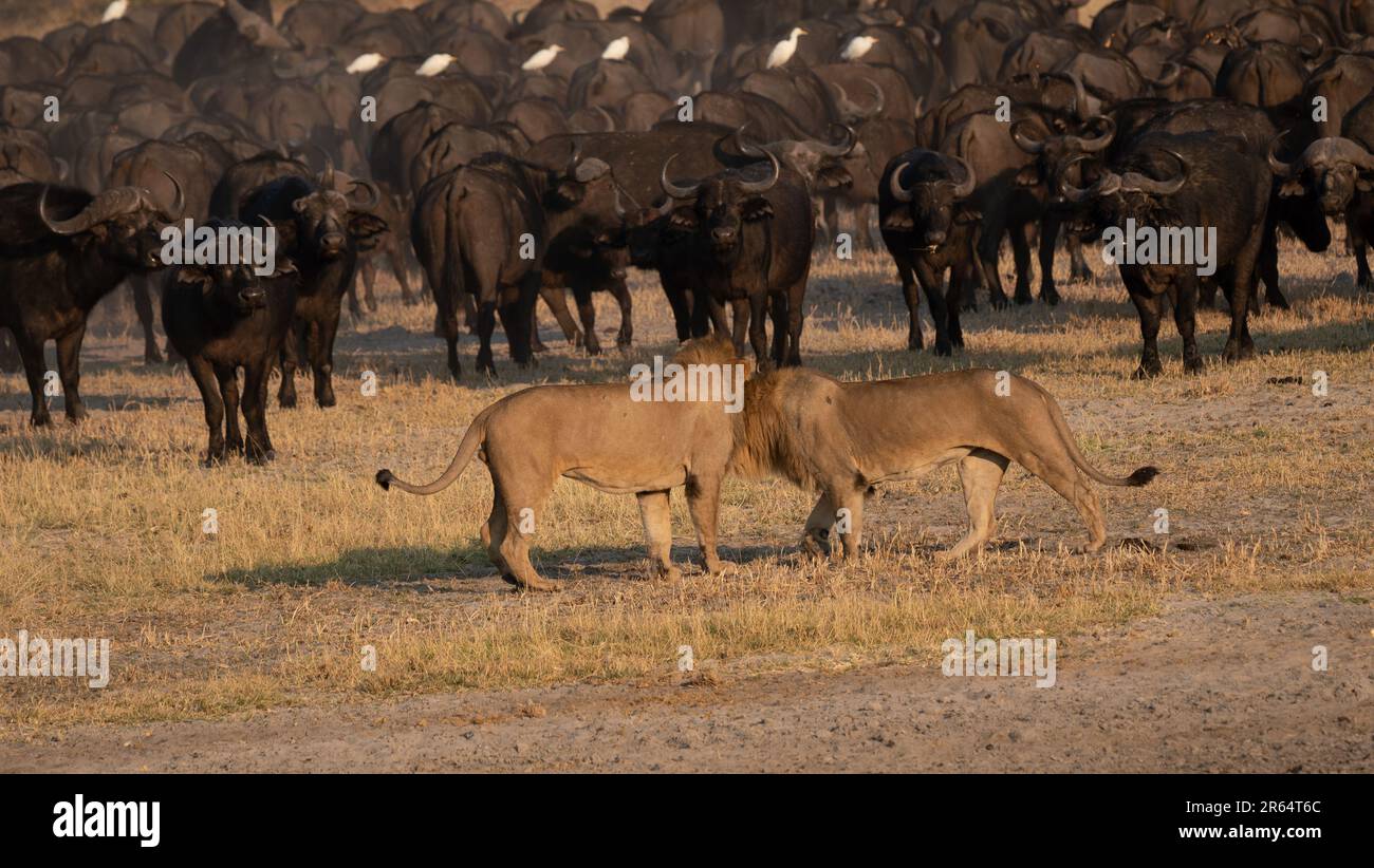 SENT PACKING with their tails between their legs, these three lions are ...