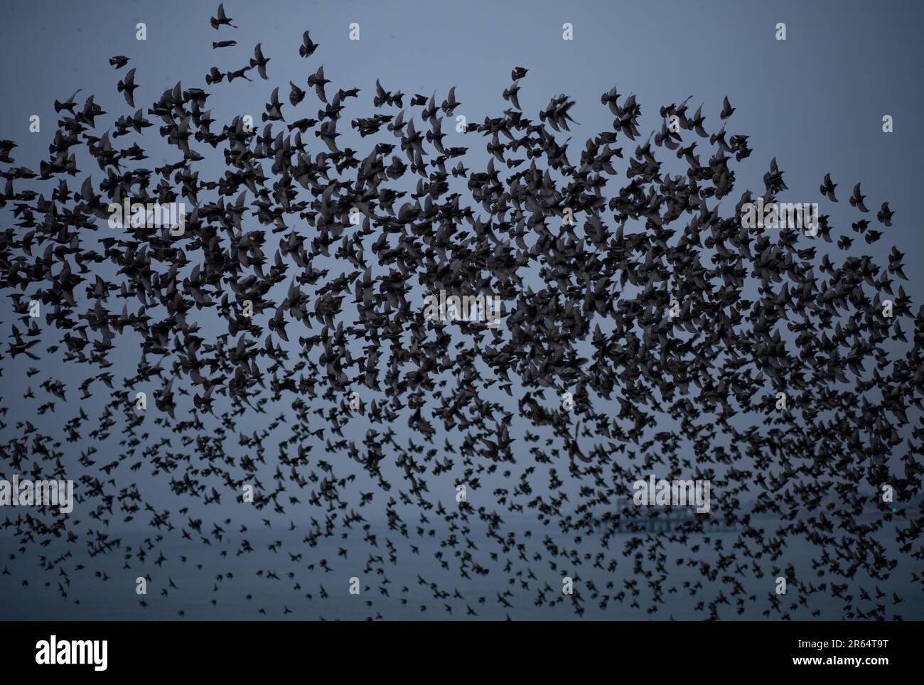 Close up flock hi-res stock photography and images - Alamy
