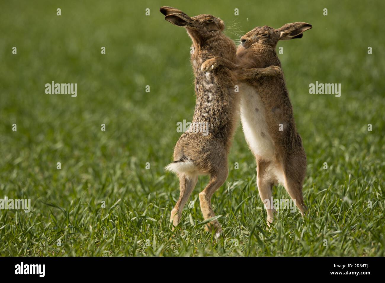PICS TAKEN by a farmer's wife show a wild boxing match between two ...