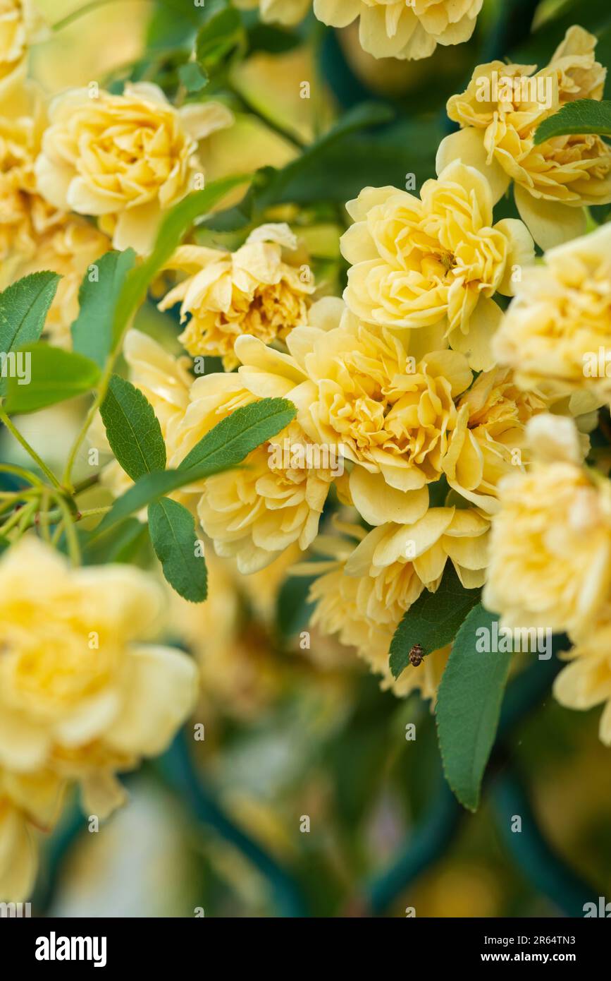 Banksia Rose, Rosa Banksiae Stock Photo - Alamy