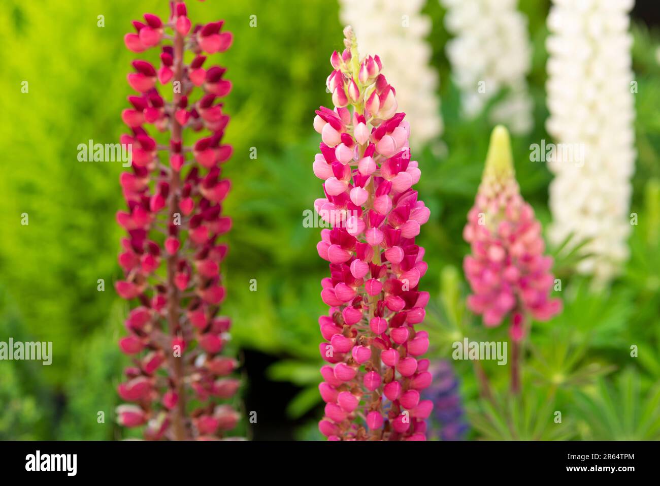 Lupins lupinus species flowers hi-res stock photography and images - Alamy