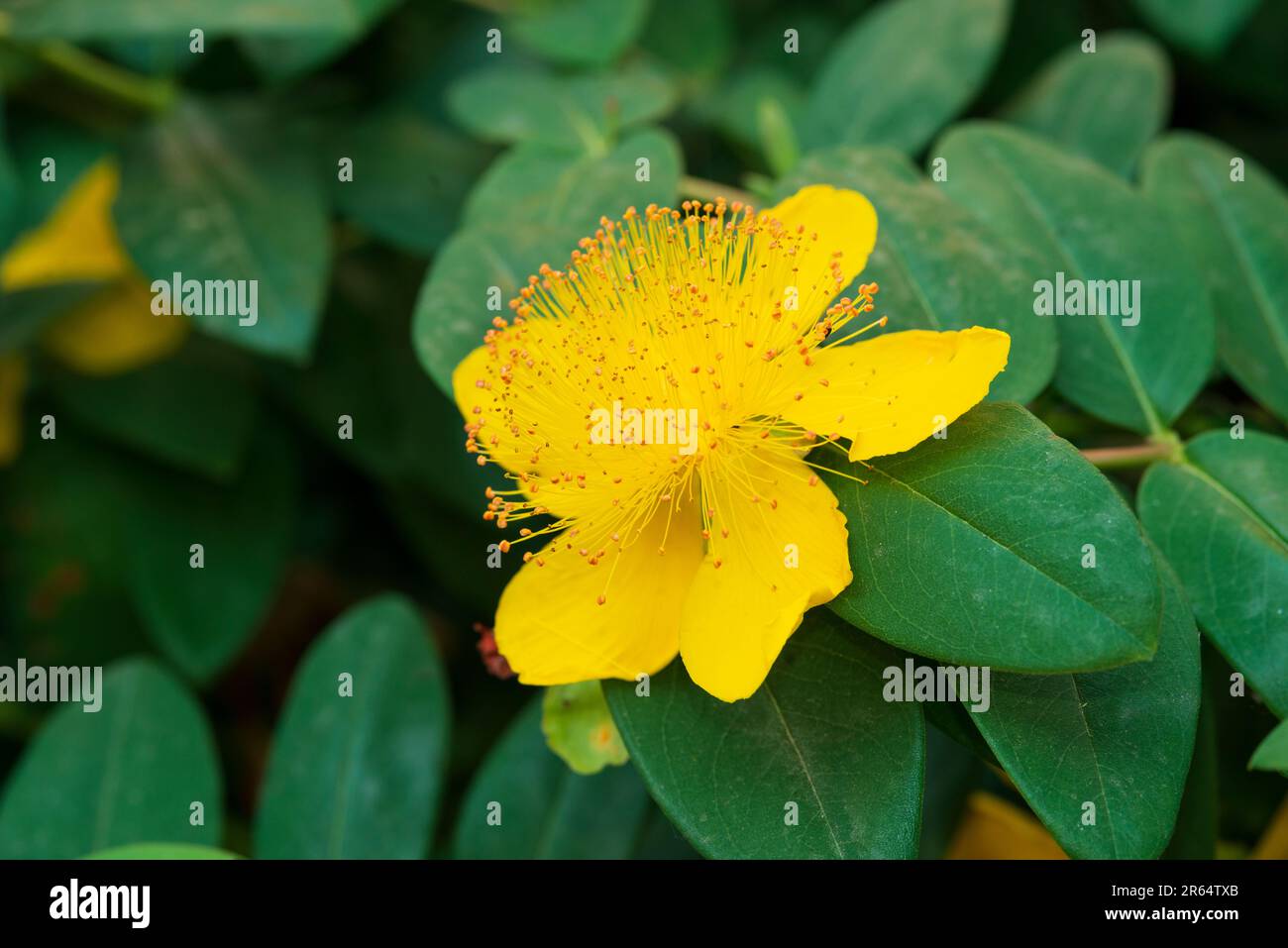 Rose of Sharon Flowers, Hypericum Calycinum Stock Photo - Alamy