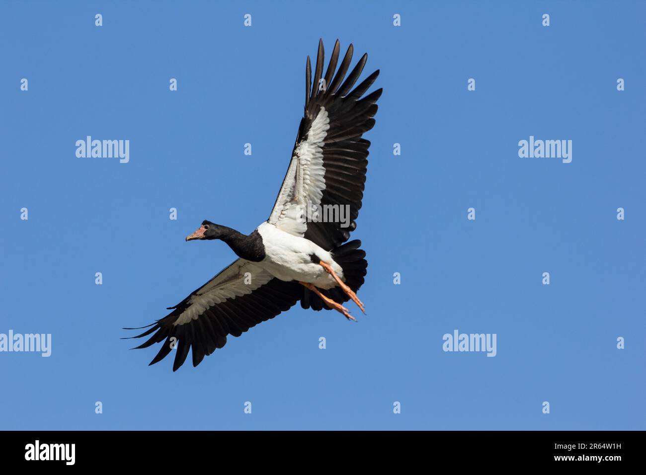 Magpie Goose flying. Anseranas semipalmata Bundaberg Queensland ...