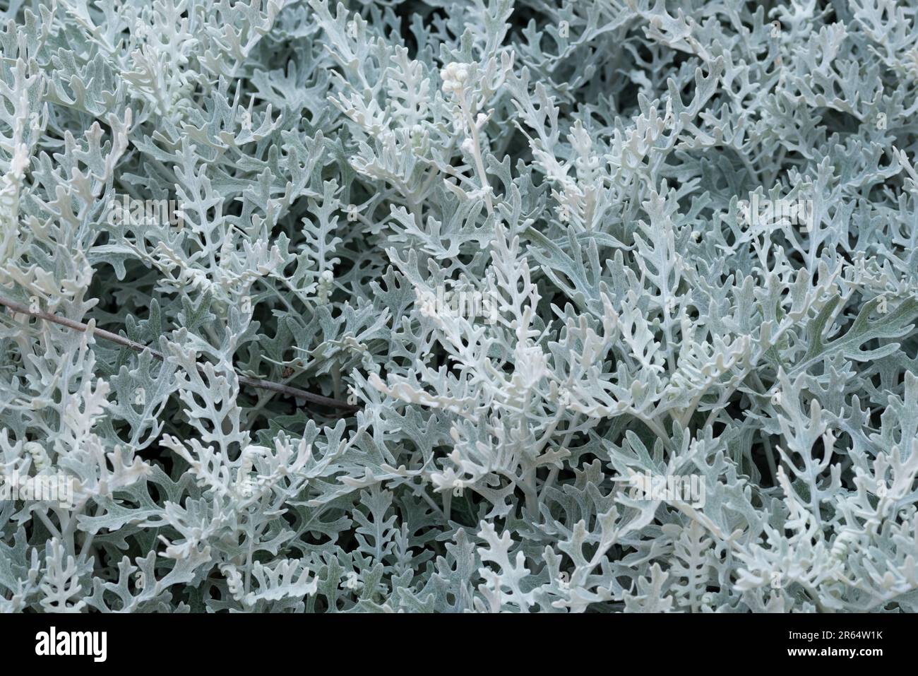 Silver Ragwort, Jacobaea Maritima or Senecio Cineraria, Leaves Stock ...