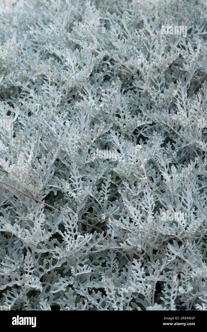 Silver Ragwort, Jacobaea Maritima or Senecio Cineraria, Leaves Stock ...