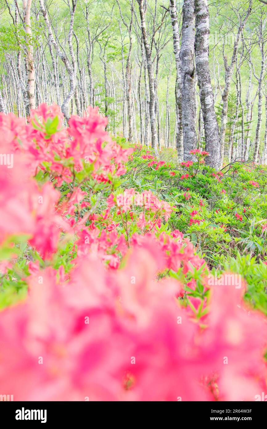 Shirakabadaira's white birch forest and Renge azalea Stock Photo - Alamy