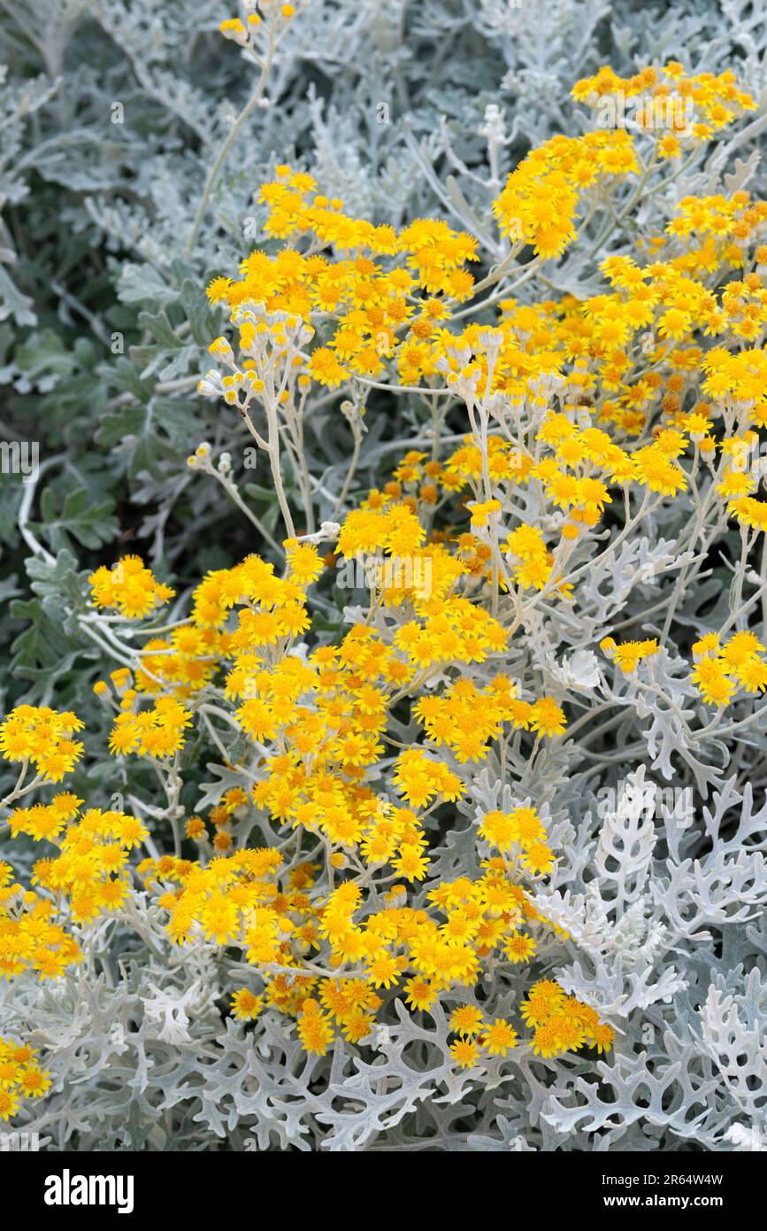 Silver Ragwort, Jacobaea Maritima or Senecio Cineraria Stock Photo - Alamy