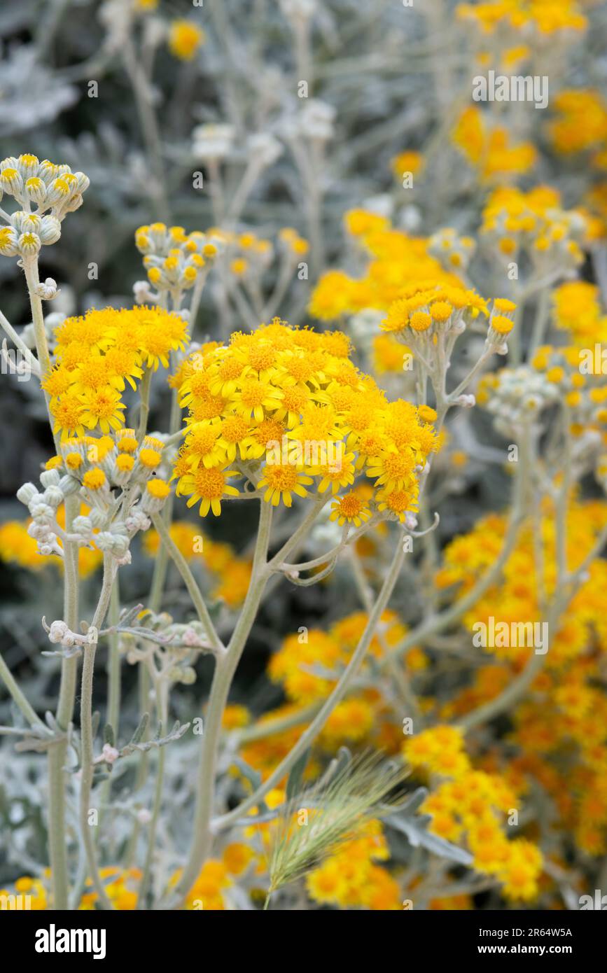 Silver Ragwort, Jacobaea Maritima or Senecio Cineraria Stock Photo - Alamy