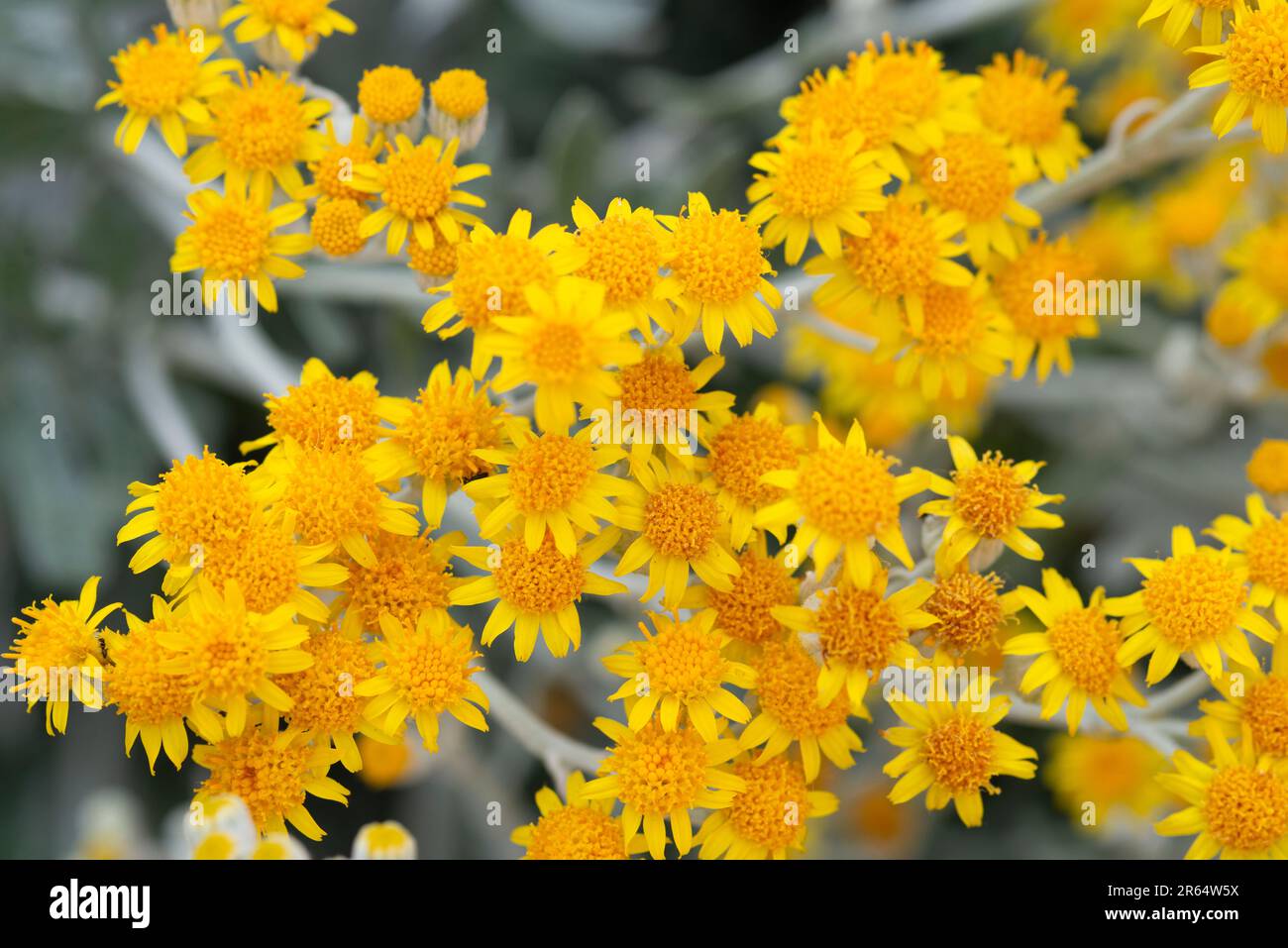 Silver Ragwort, Jacobaea Maritima or Senecio Cineraria Stock Photo - Alamy